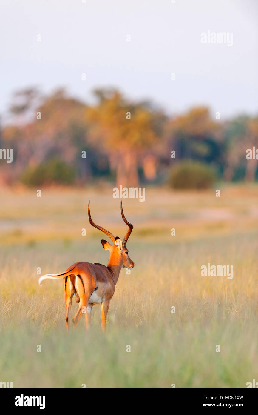 Large horns hi-res stock photography and images - Alamy