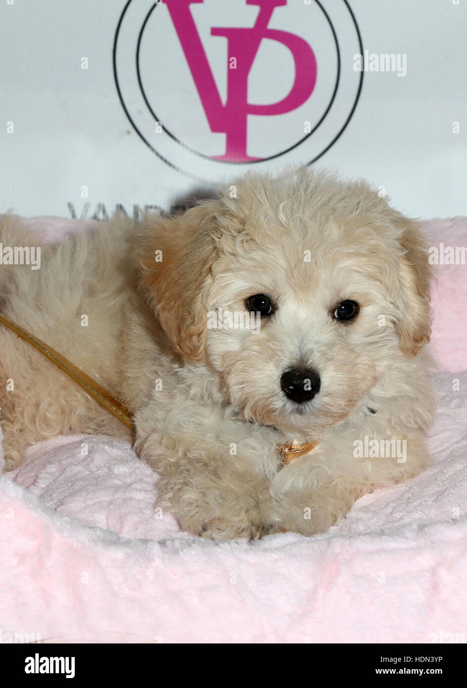 West Hollywood, CA. 12th Dec, 2016. Atmosphere, At Product launch ...