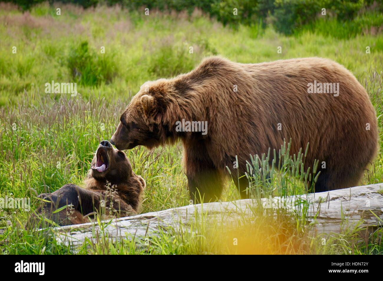 Moose wolf hi-res stock photography and images - Alamy