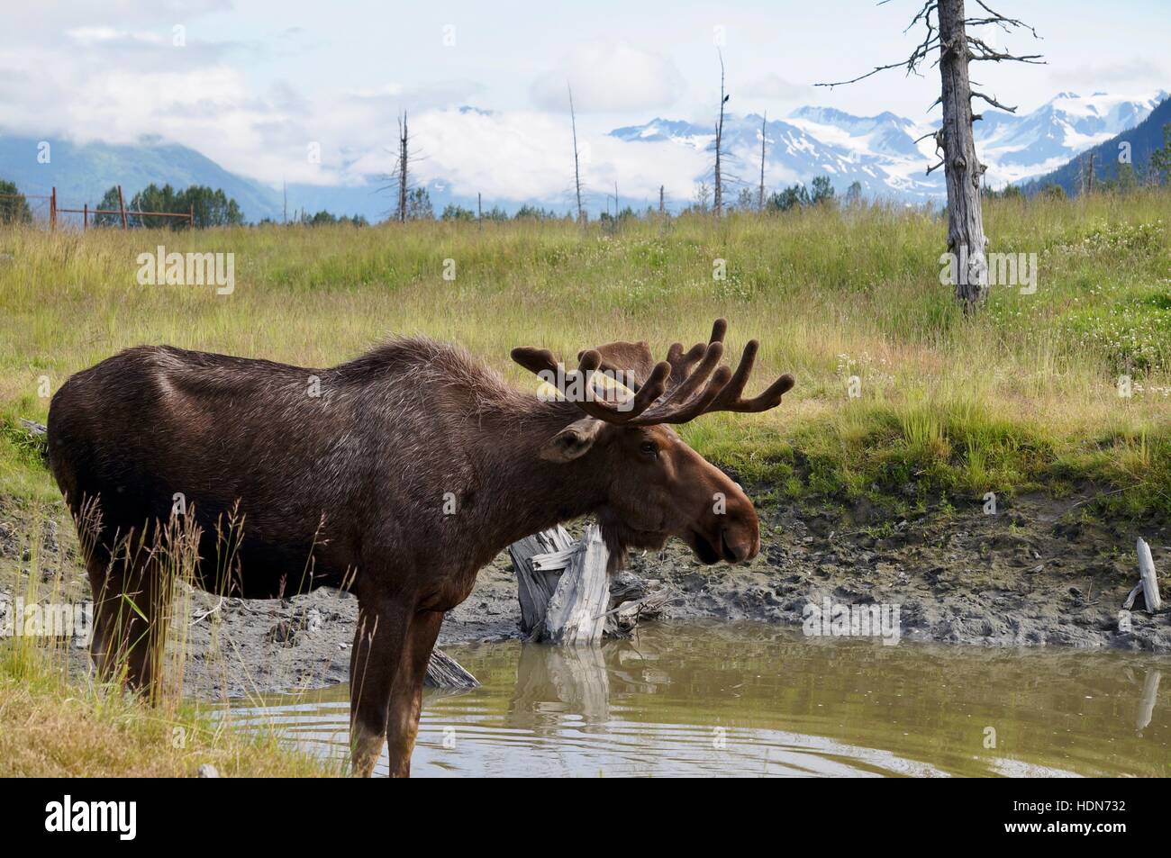 Moose wolf hi-res stock photography and images - Alamy