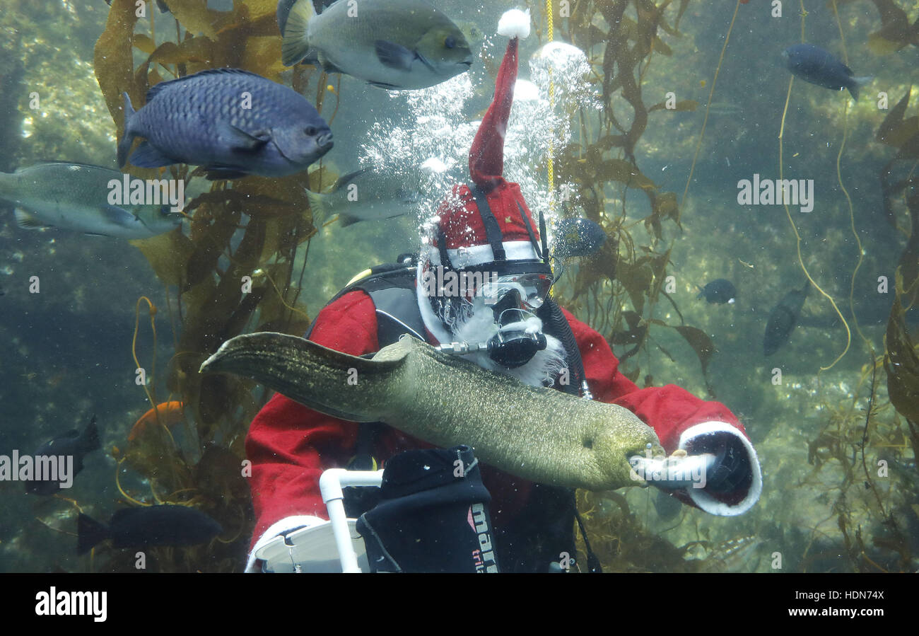 Eel like fish hi-res stock photography and images - Alamy