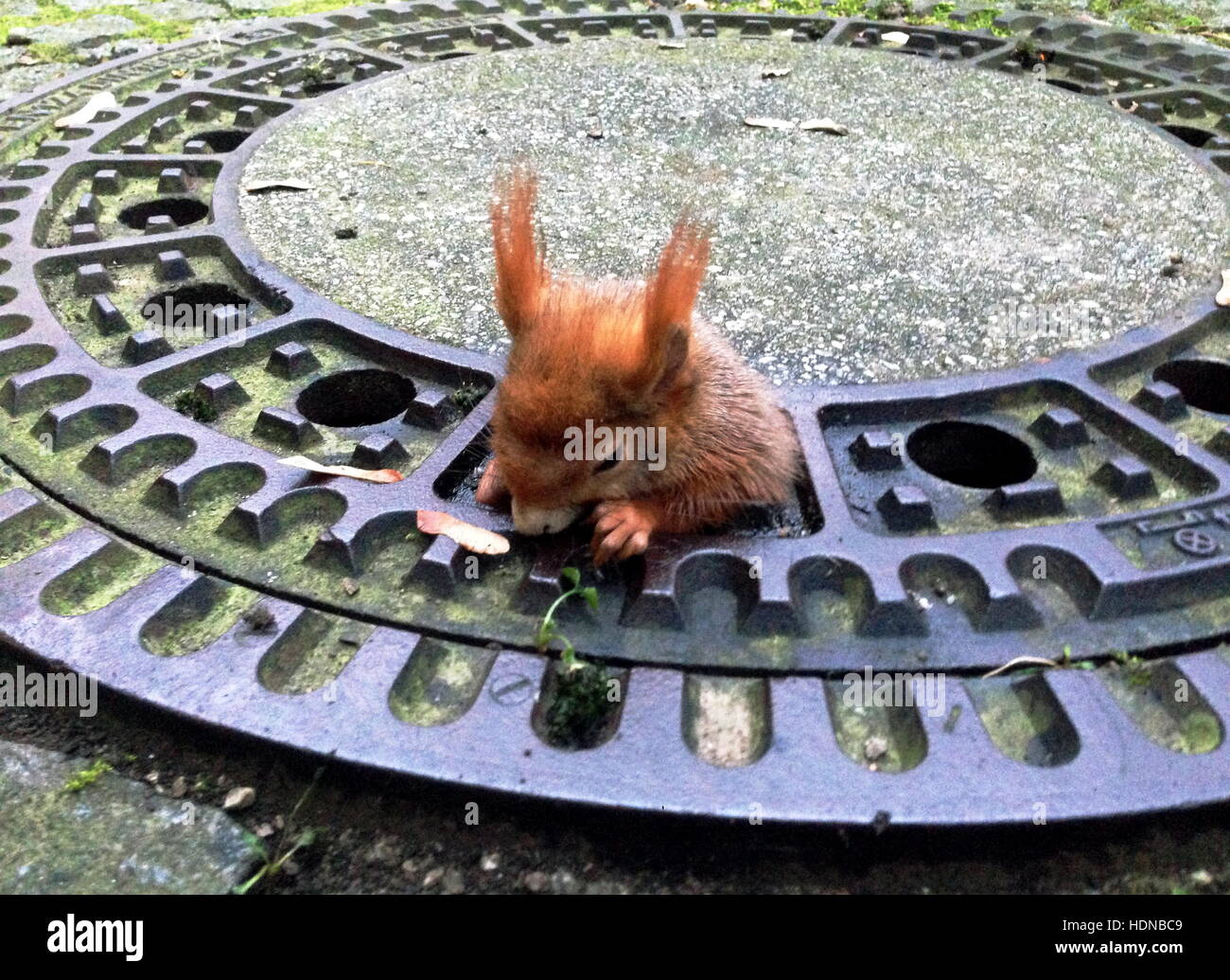 Munich, Germany. 2nd Dec, 2016. HANDOUT - A squirrel is stuck in drain ...