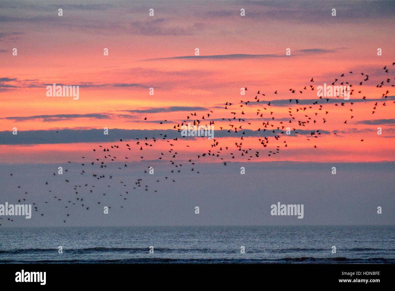 flock fly animal starling flight swarm bird dusk murmuration blackpool ...