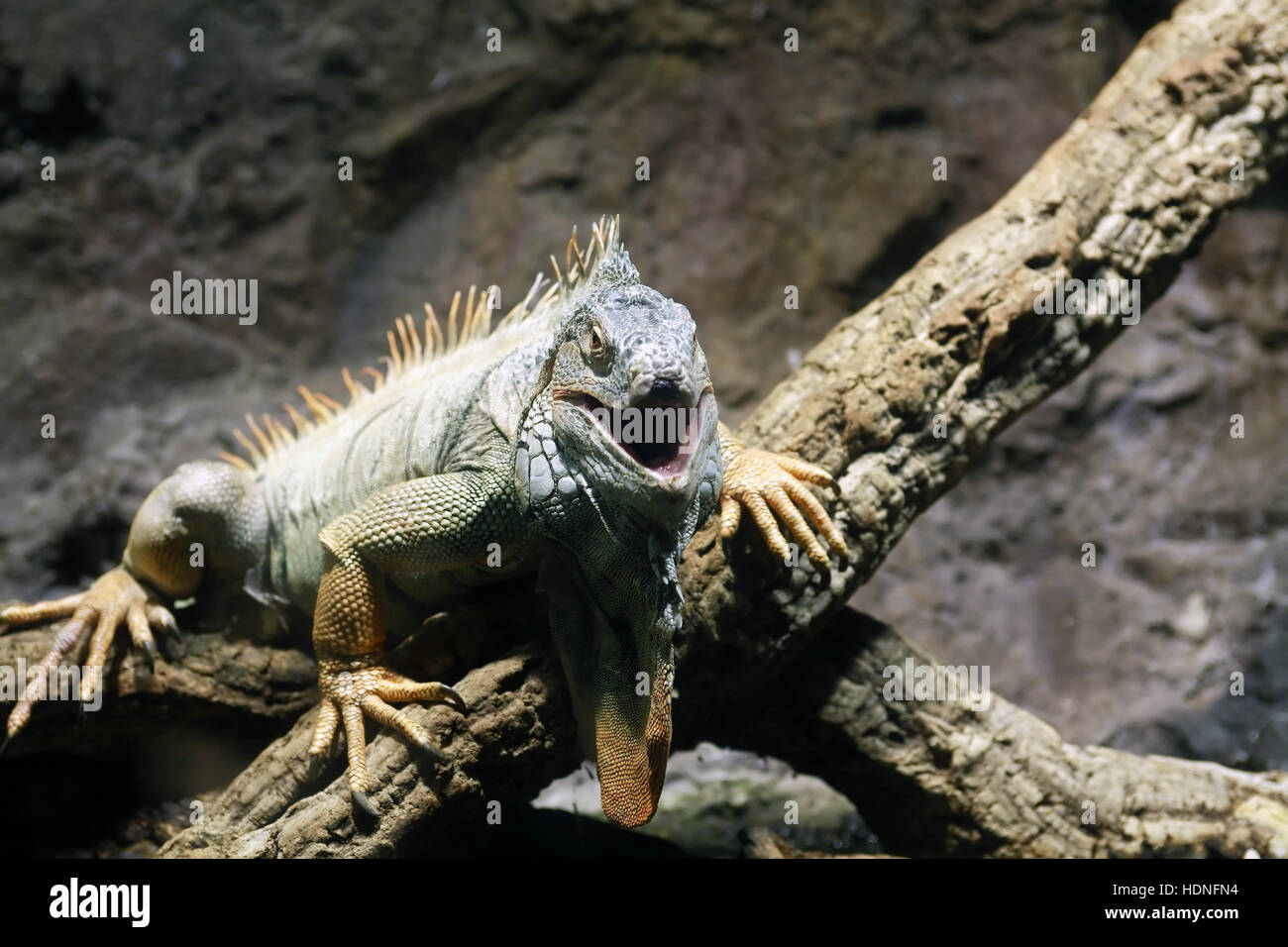 Iguana with open mouth on wooden log against stone background Stock ...