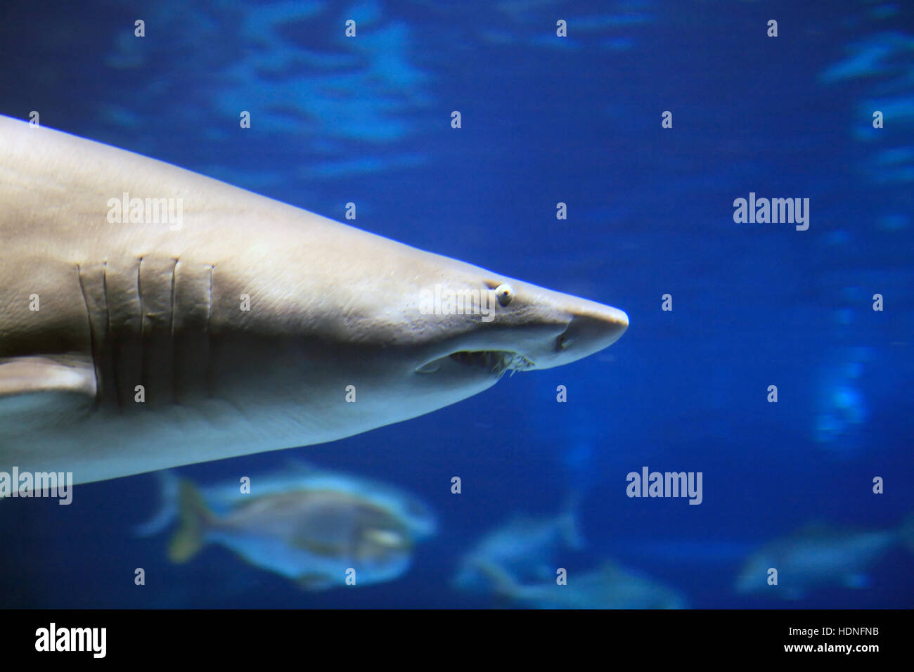 Closeup portrait of shark moving under blue water Stock Photo - Alamy