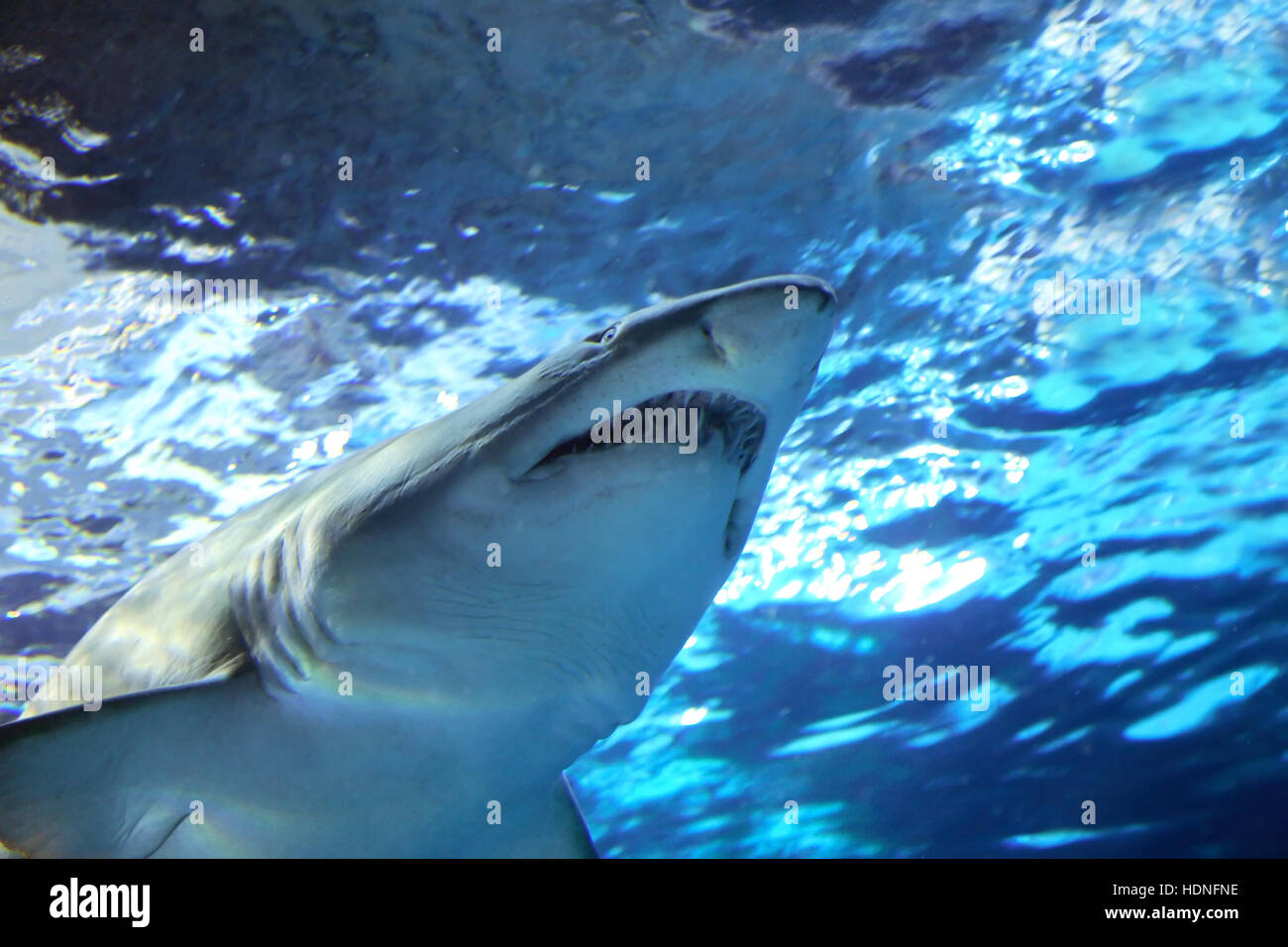 Closeup portrait of shark moving under blue water Stock Photo - Alamy