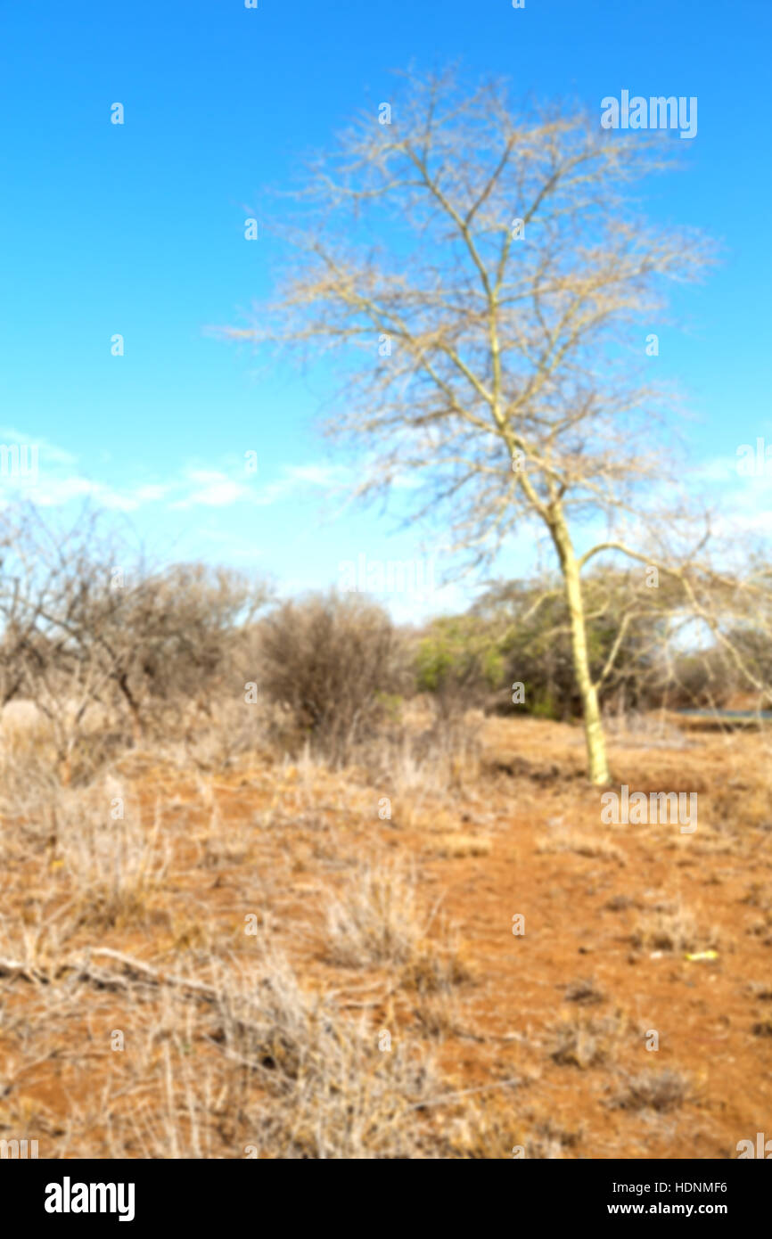 blur in swaziland mlilwane wildlife nature reserve mountain and tree ...