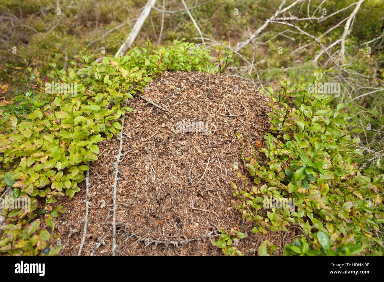 Anthill in the forest Stock Photo - Alamy