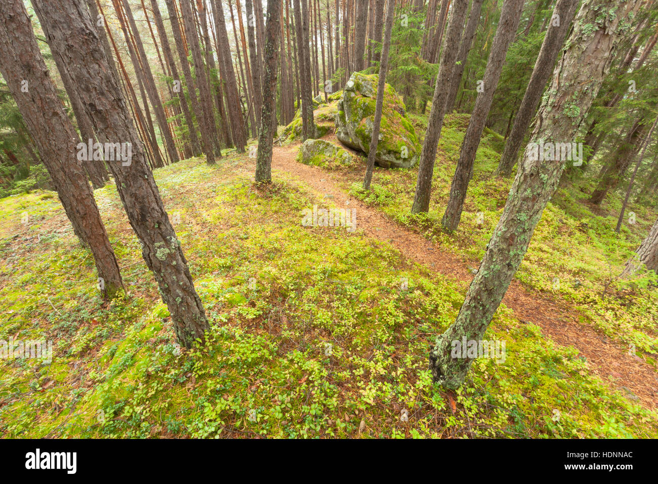 inside a typical forest of the Italian Alps Stock Photo - Alamy