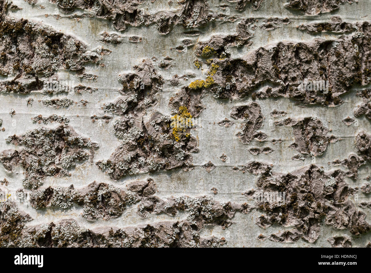 Populus alba hi-res stock photography and images - Alamy