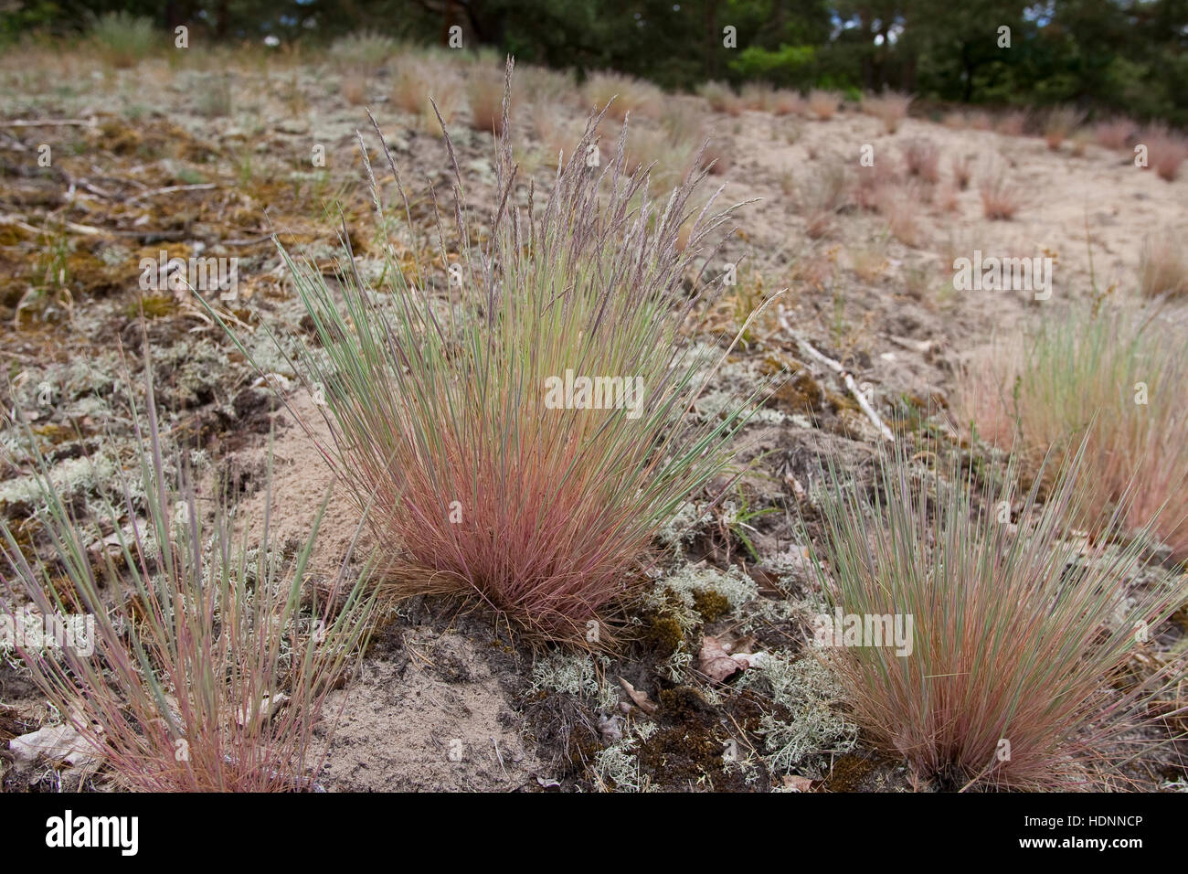 Hair grass hi-res stock photography and images - Alamy