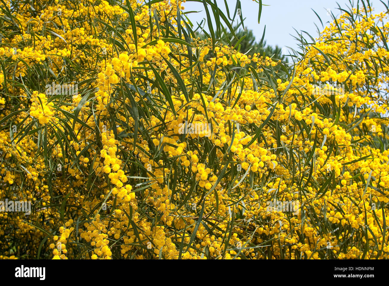 Weidenblattrige akazie hi-res stock photography and images - Alamy
