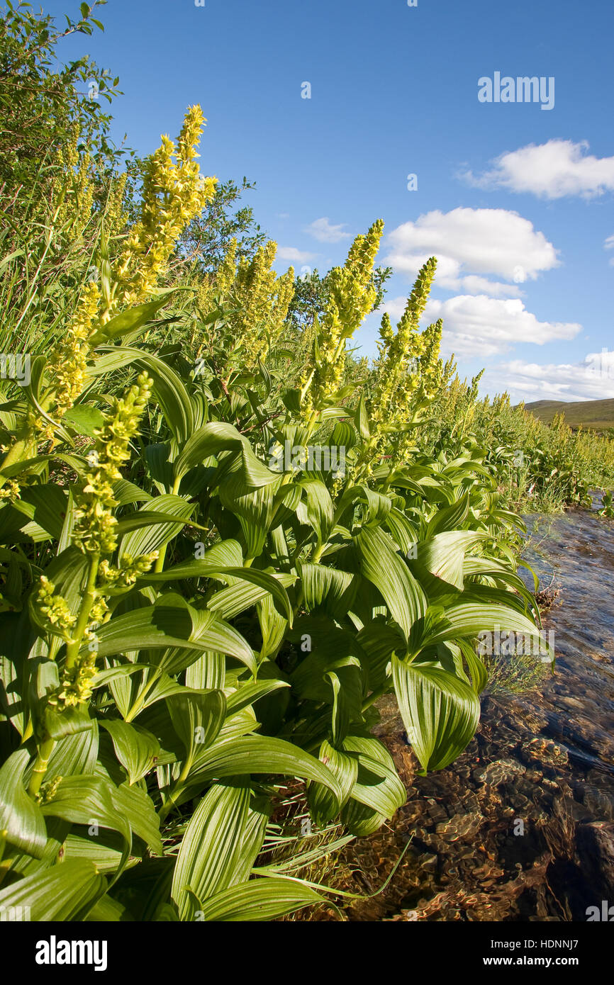 Weißer Germer, Veratrum album, White Veratrum Stock Photo - Alamy
