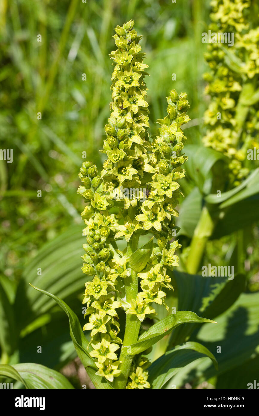 Veratre blanc hi-res stock photography and images - Alamy