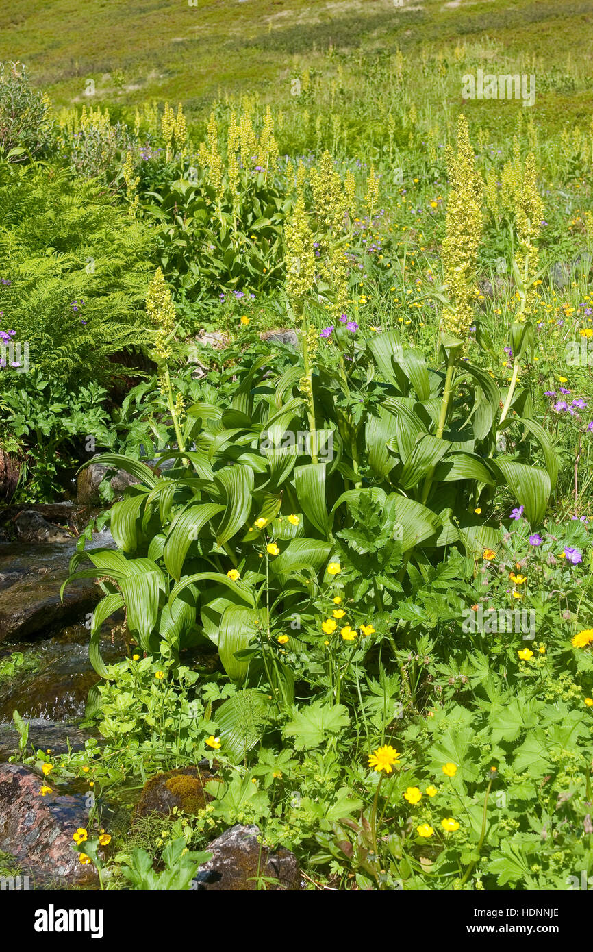 Weißer Germer, Veratrum album, White Veratrum Stock Photo - Alamy