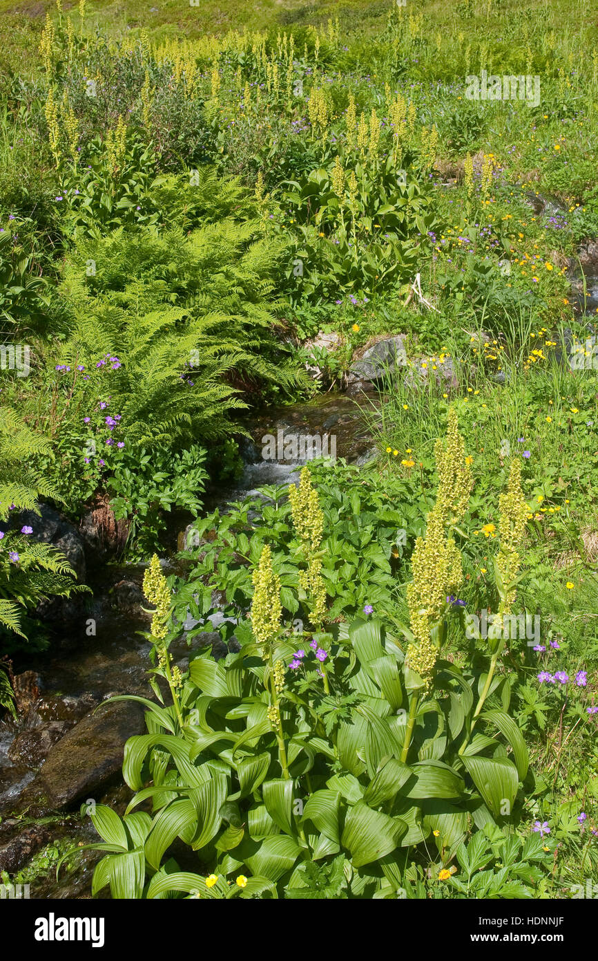 Weißer Germer, Veratrum album, White Veratrum Stock Photo - Alamy