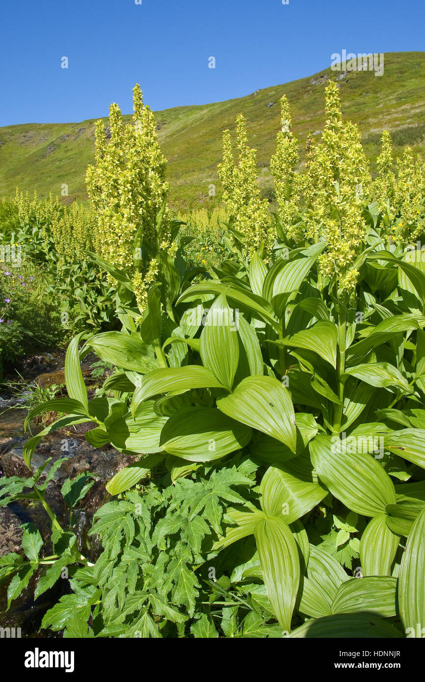 Veratre blanc hi-res stock photography and images - Alamy