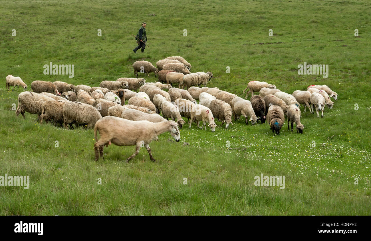 Brezovica, Serbia - May 12, 2016: Milking sheep in Brezovica on the ...