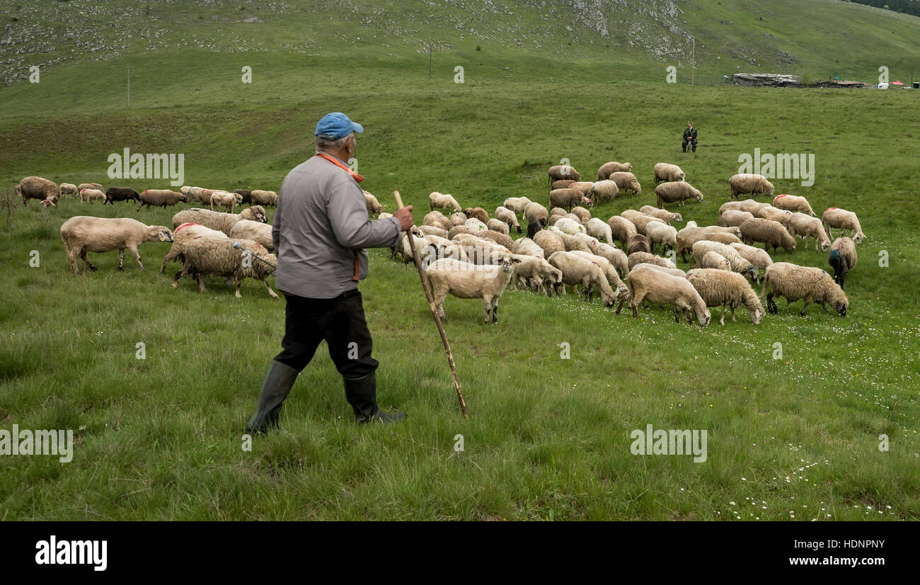Brezovica, Serbia - May 12, 2016: Milking sheep in Brezovica on the ...