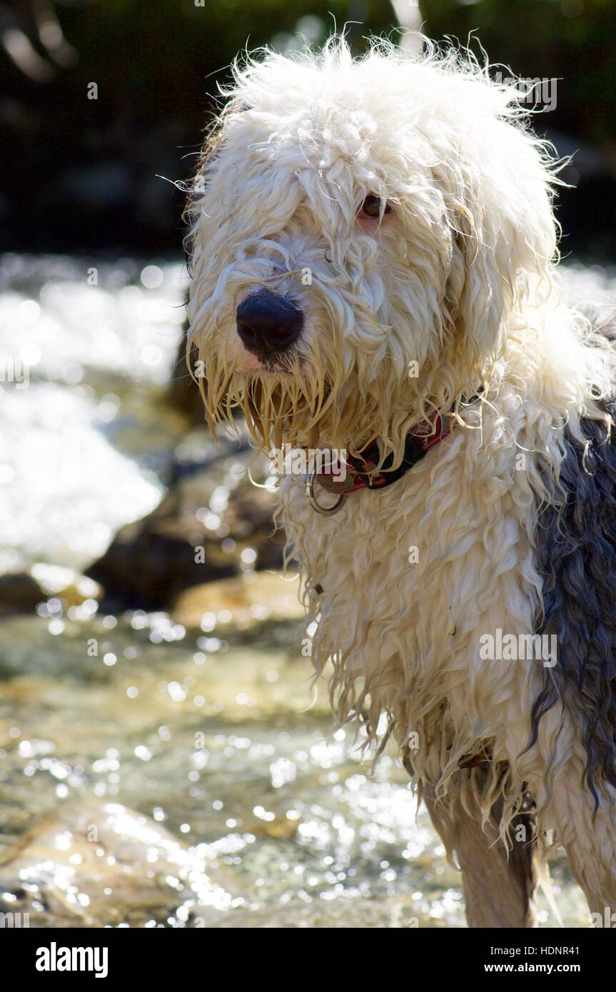 Closeup of a bobtail breed dog, Huesca, Aragon, Pyrenees Stock Photo ...
