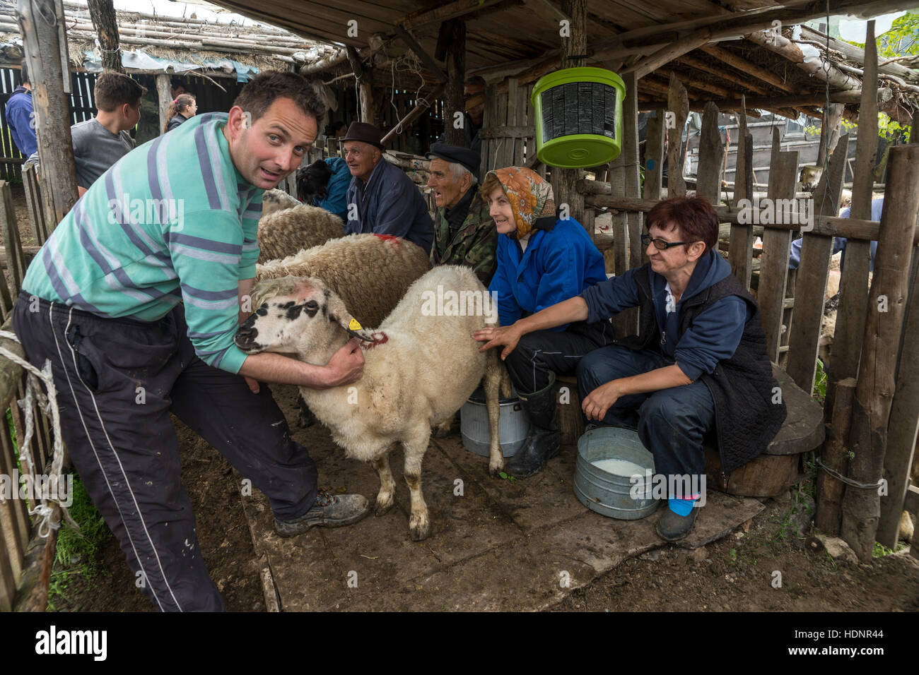 Brezovica, Serbia - May 12, 2016: Milking sheep in Brezovica on the ...