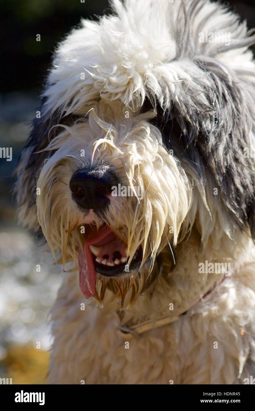 Closeup of a bobtail breed dog, Huesca, Aragon, Pyrenees Stock Photo ...