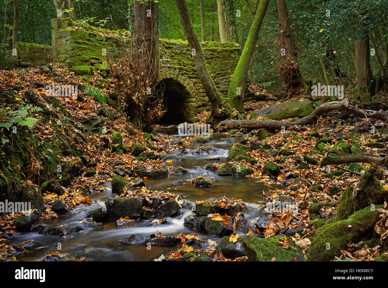 UK, South Yorkshire, Sheffield, Ecclesall Woods, Ryecroft Bridge and ...