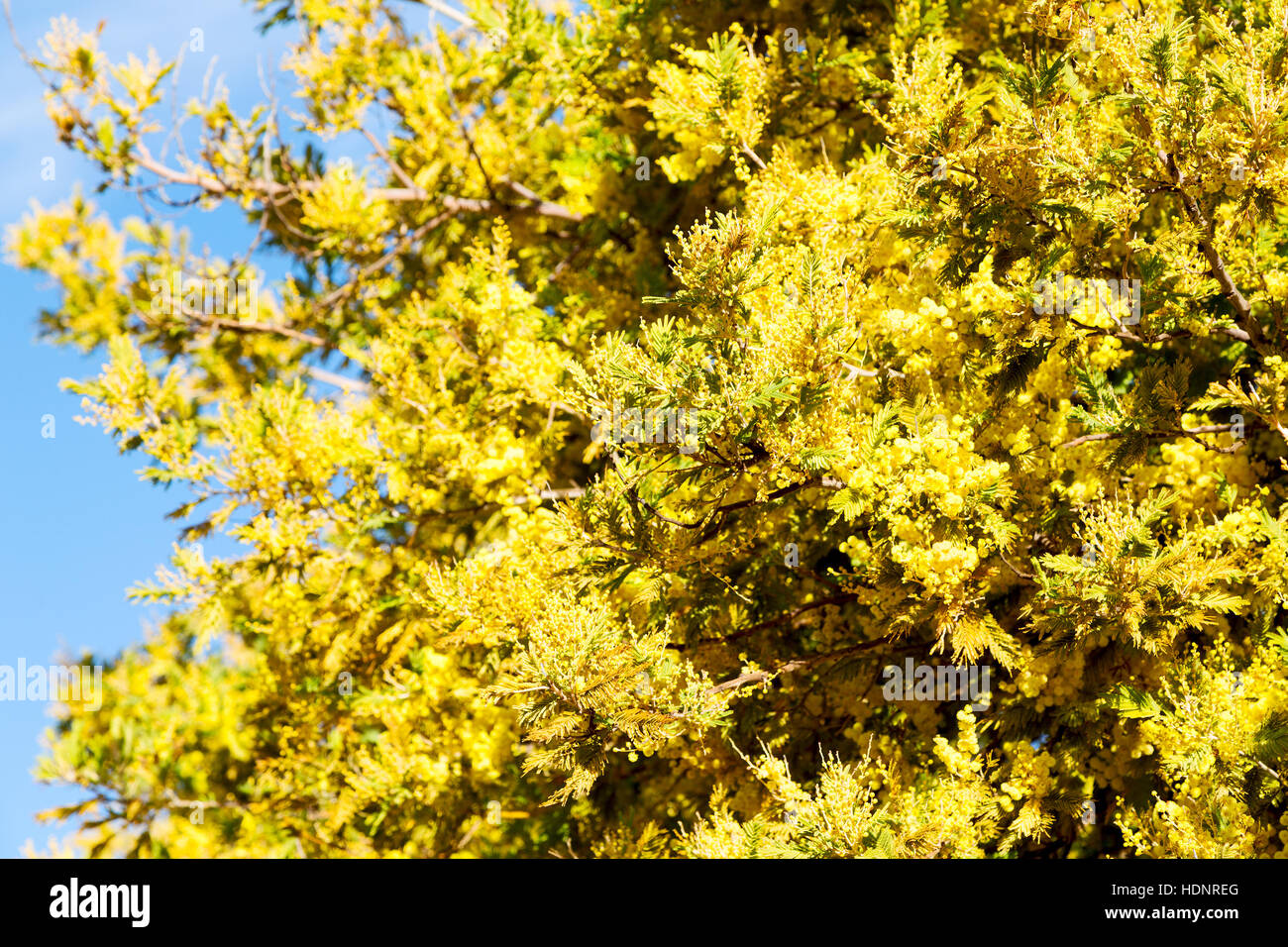 in south africa wildlife mimosa plant and tree in the national park ...