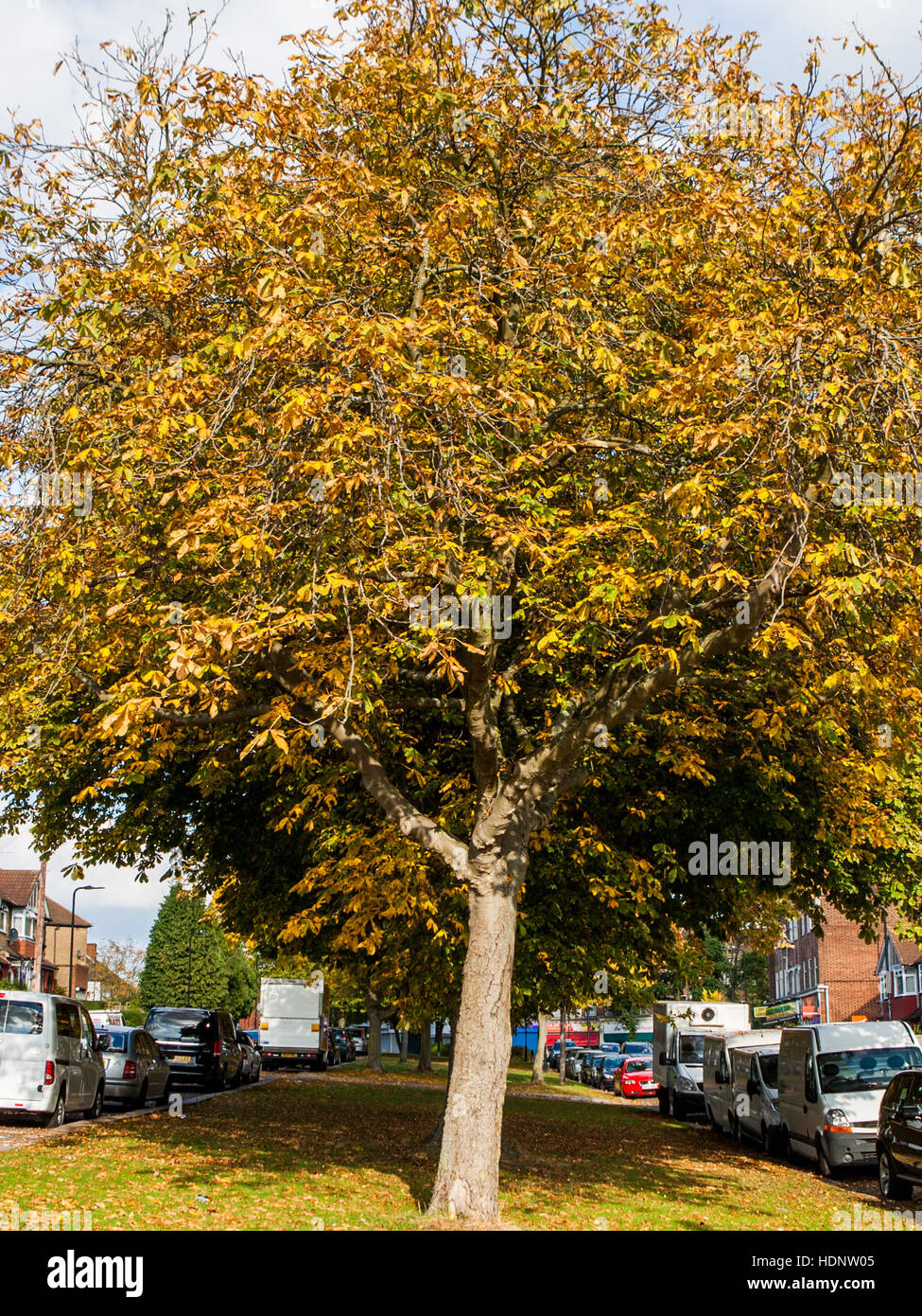 Autumnal trees in a London park. Where: London, United Kingdom When: 23 ...