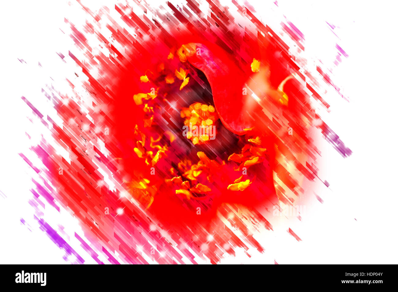 The perfect rose hi-res stock photography and images - Alamy