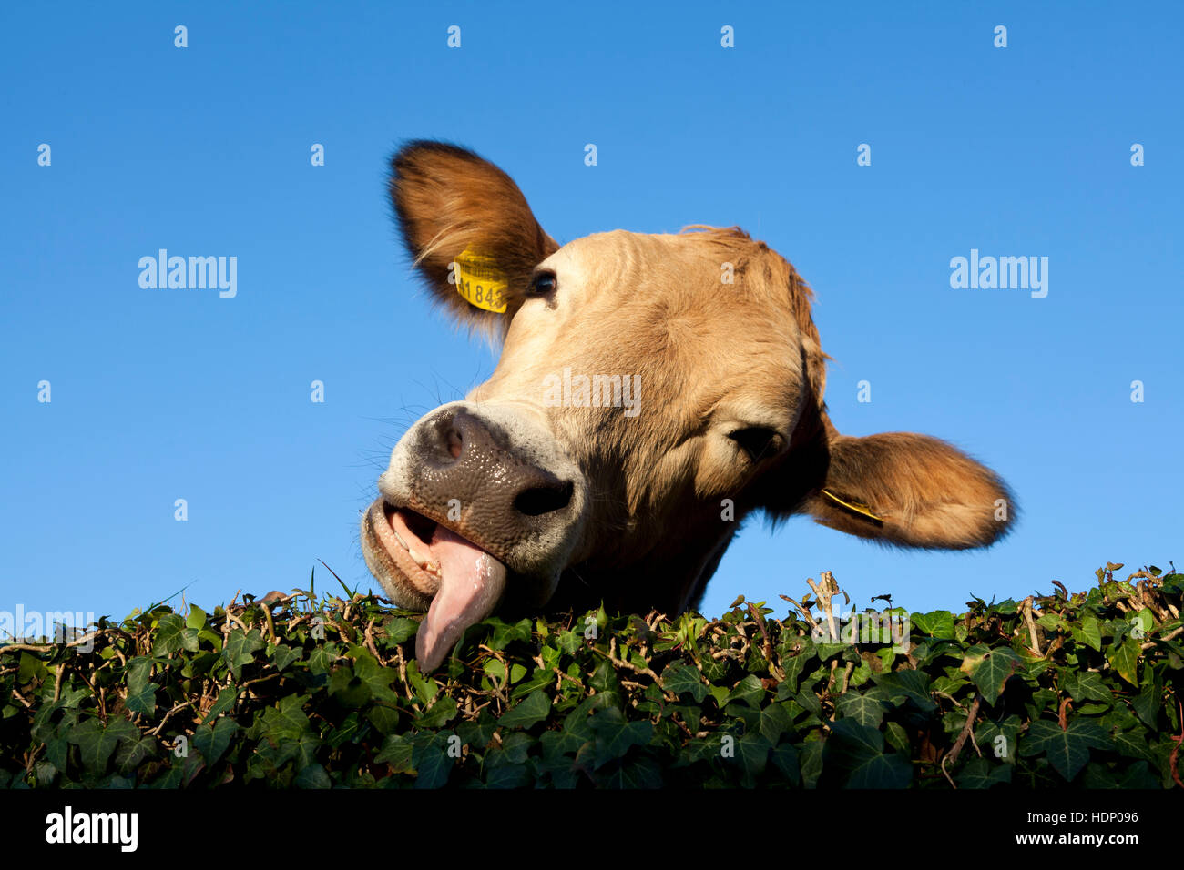 Cow Eating Leaves