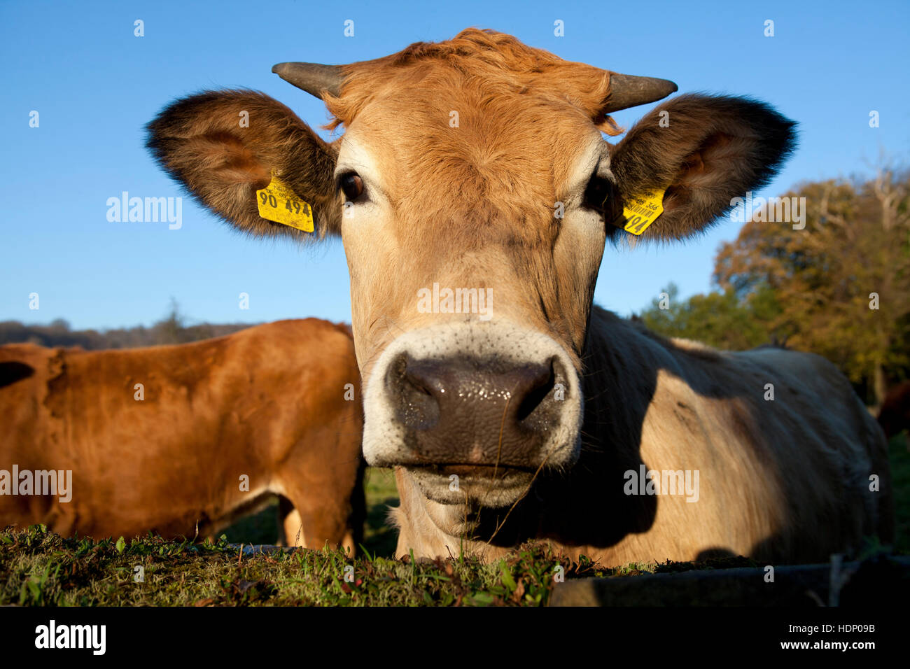 Europe, Germany, North Rhine-Westphalia, Herdecke, cow is looking over ...