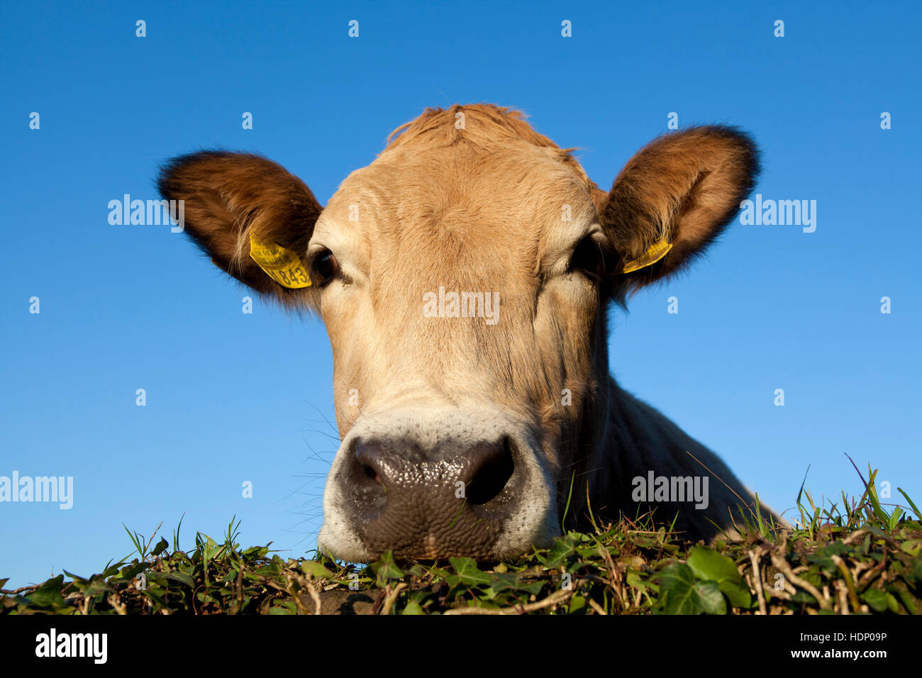 Cow cows hi-res stock photography and images - Alamy