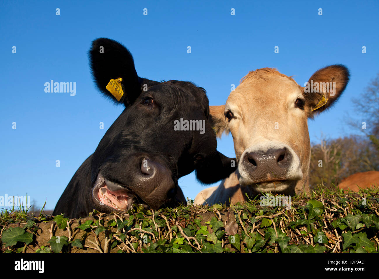Europe, Germany, North Rhine-Westphalia, Herdecke, cows are looking ...