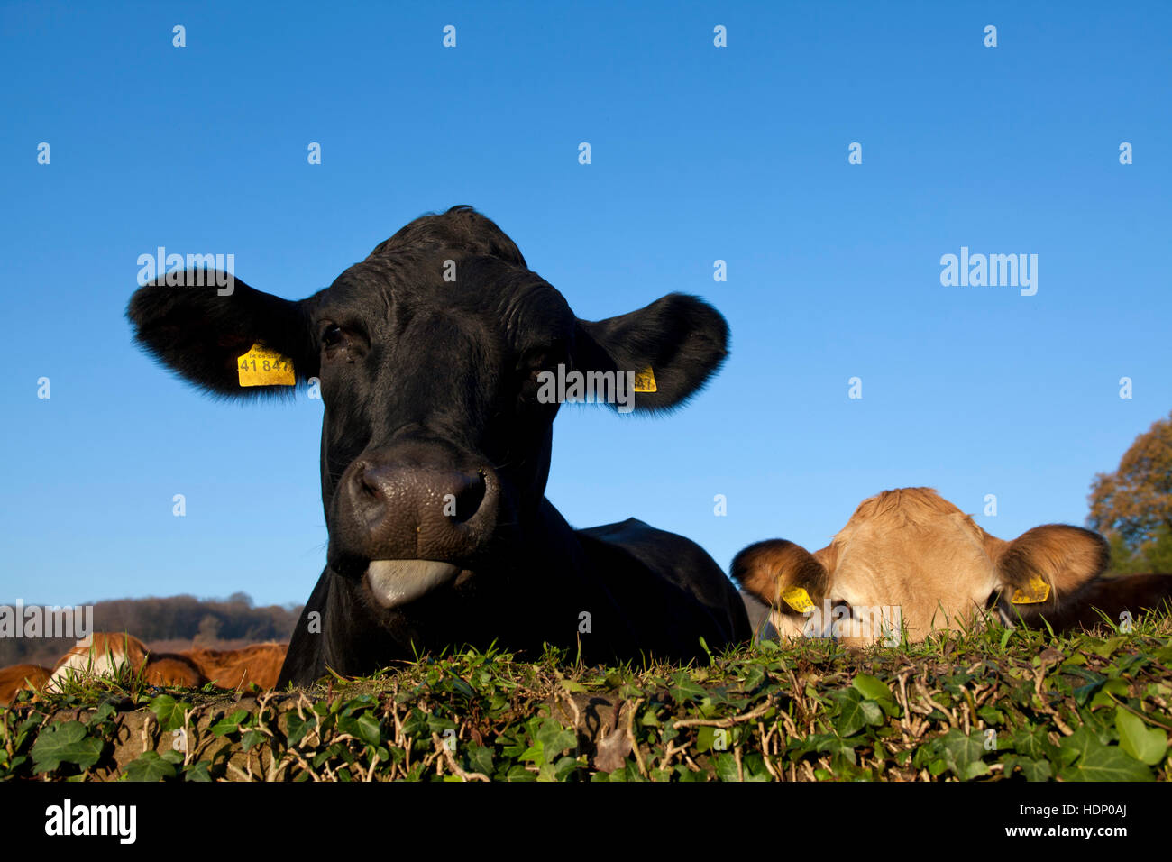 Cows animals agriculture cattle hi-res stock photography and images - Alamy