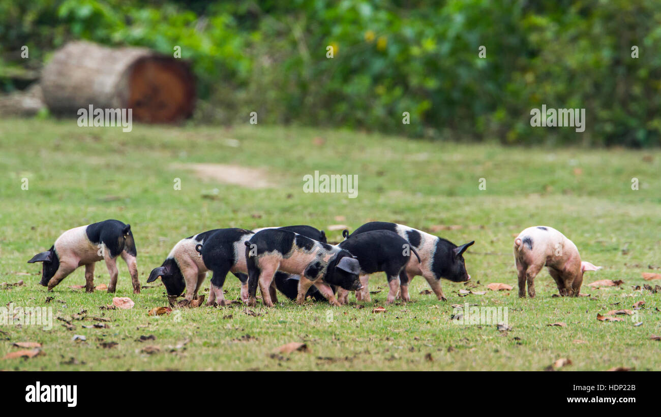Baby domestic pig in Bardia national park, Nepal ; family of Suidae ...