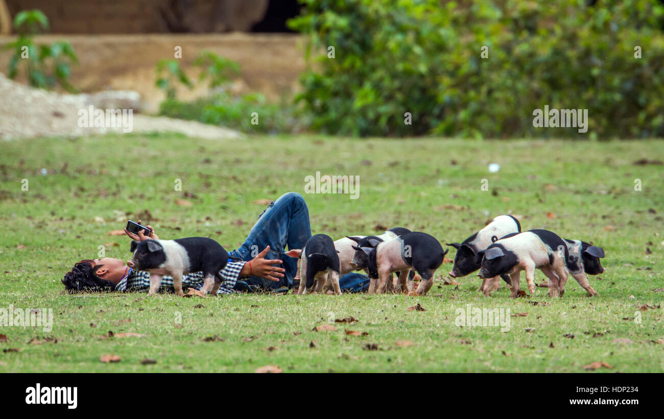 Baby domestic pig in Bardia national park, Nepal ; family of Suidae ...