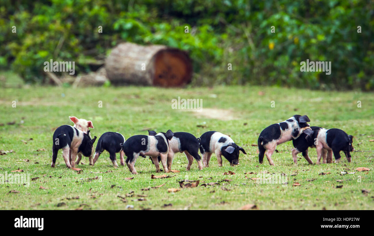 Nepal family hi-res stock photography and images - Alamy