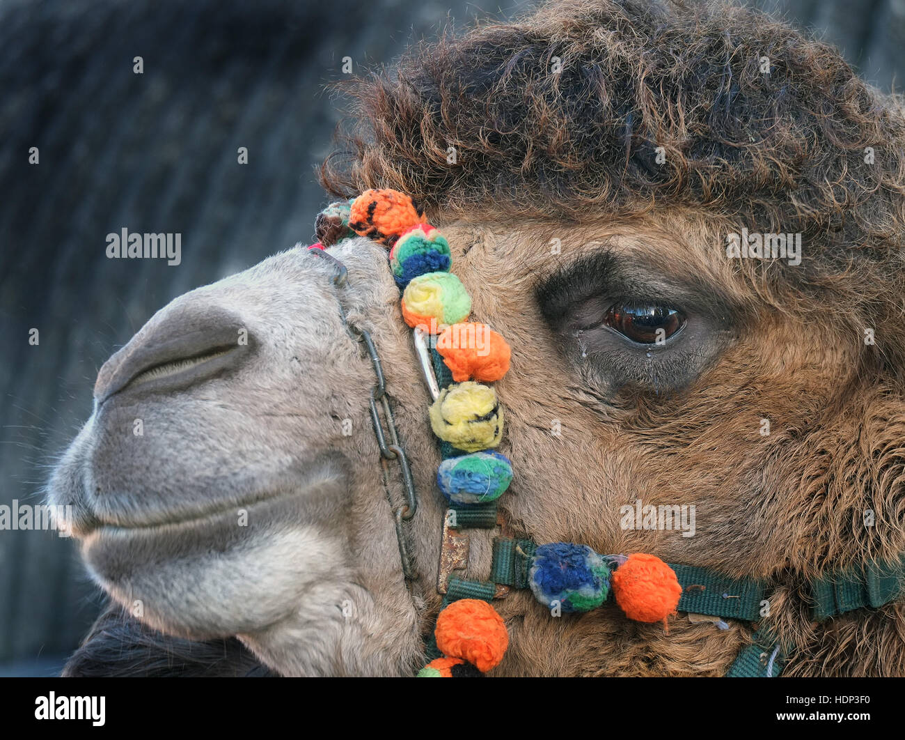 Two hump camel hi-res stock photography and images - Alamy