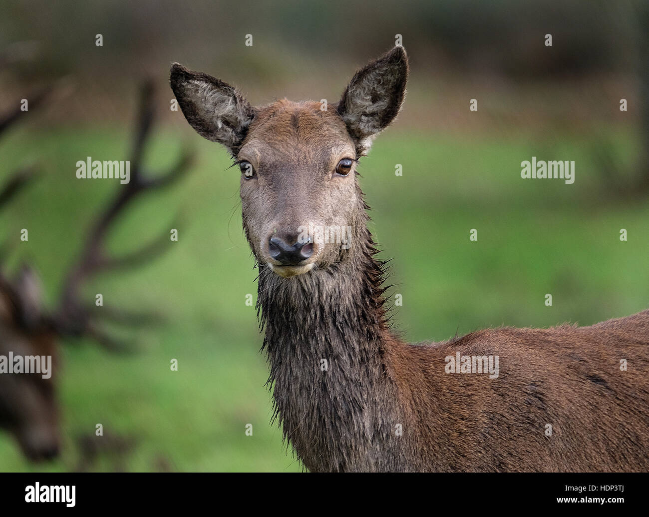 Red deer herd running in hi-res stock photography and images - Alamy