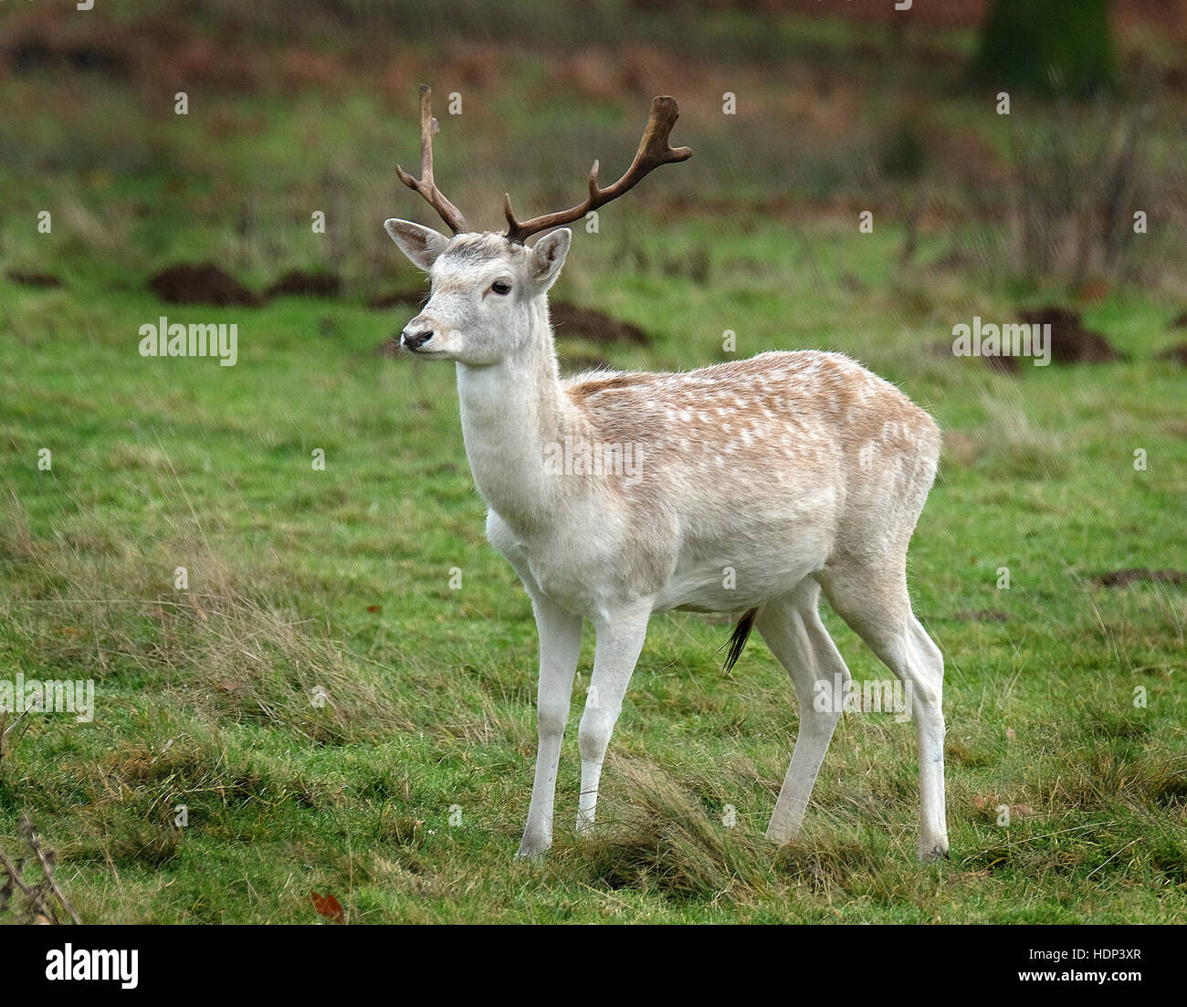 Light colored Fallow deer Stag Stock Photo - Alamy