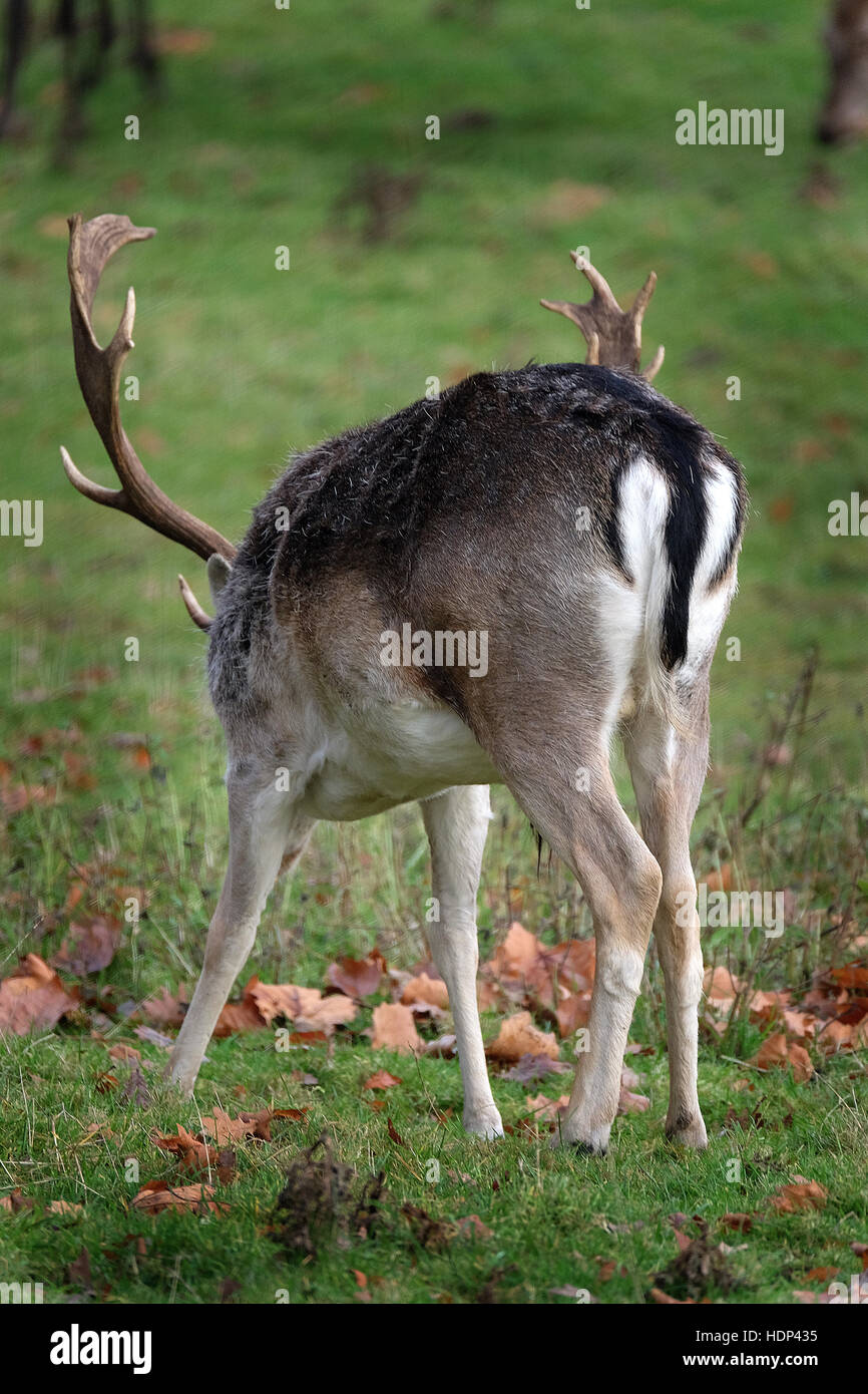 Rear of Fallow deer clearly showing white rump Stock Photo - Alamy