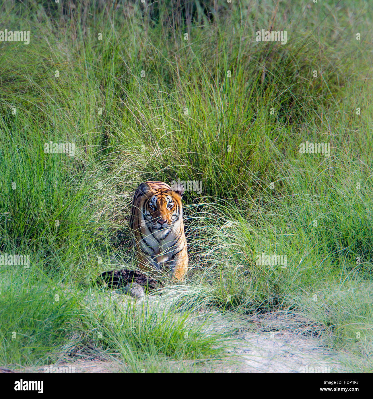 Bengal tiger in Bardia national park, Nepal ; specie Panthera tigris ...