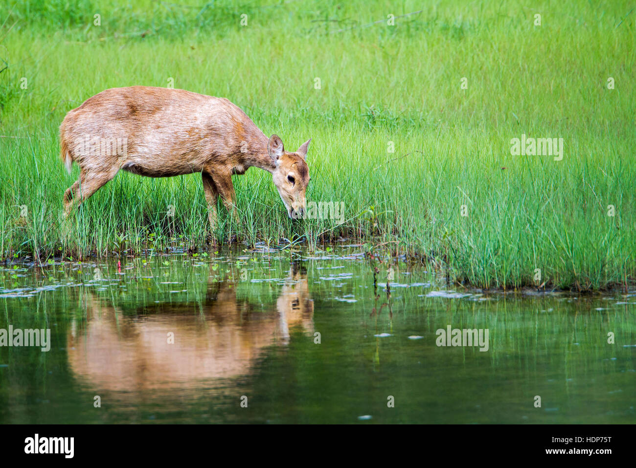Hog deer grazing hi-res stock photography and images - Alamy