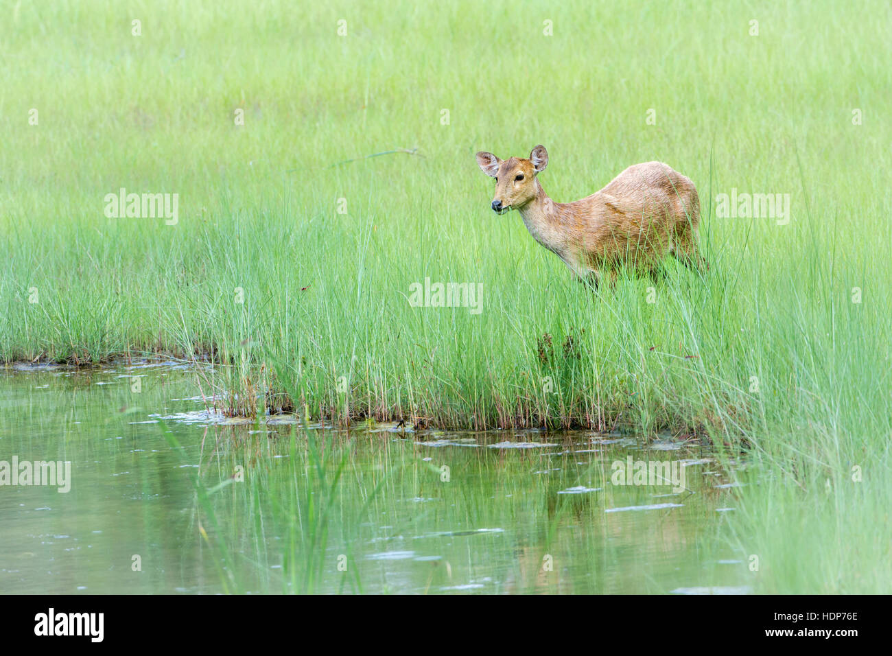 Hog deer Bardia national park, Nepal ; specie Axis porcinus family of ...