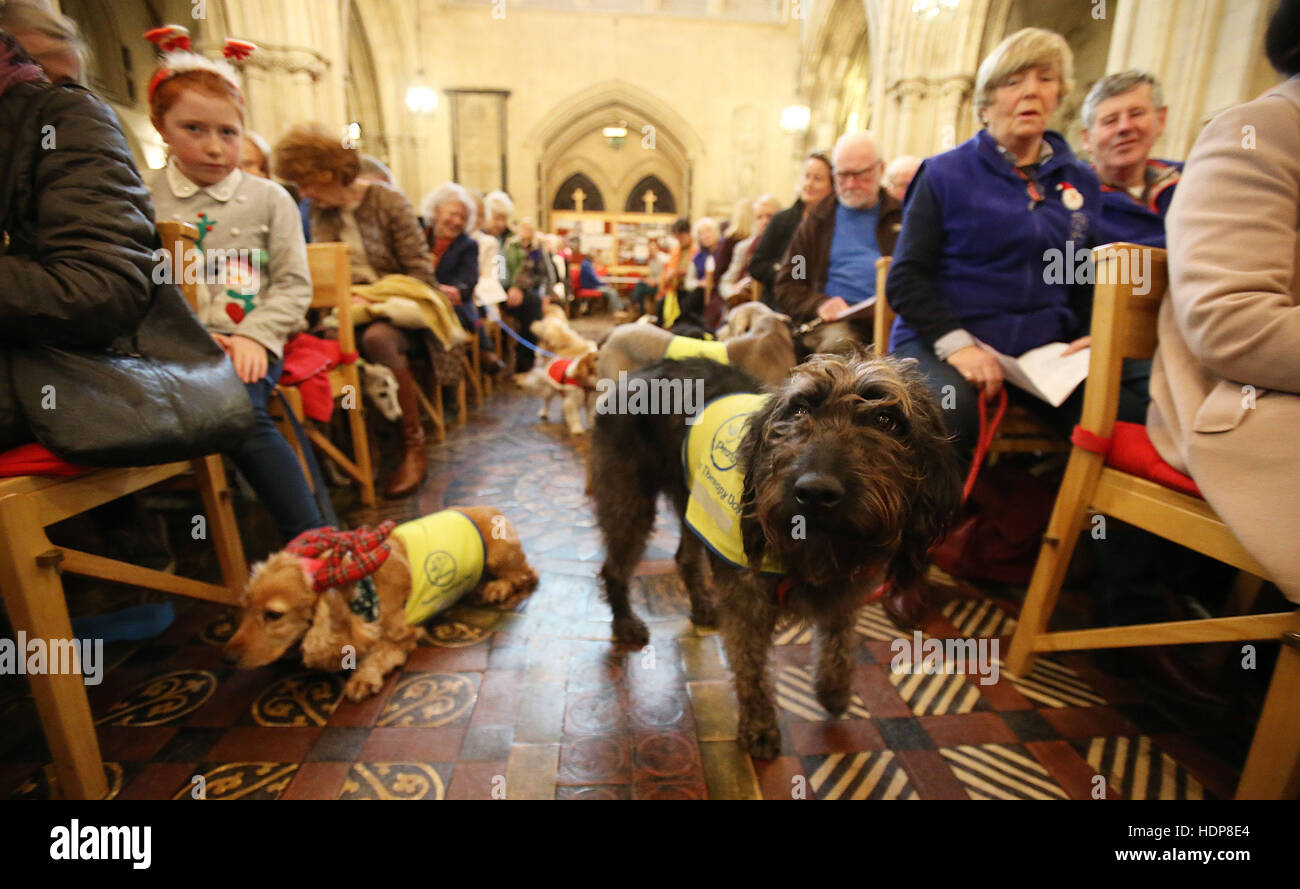 Annual peata dog carol service christ church cathedral hi-res stock ...