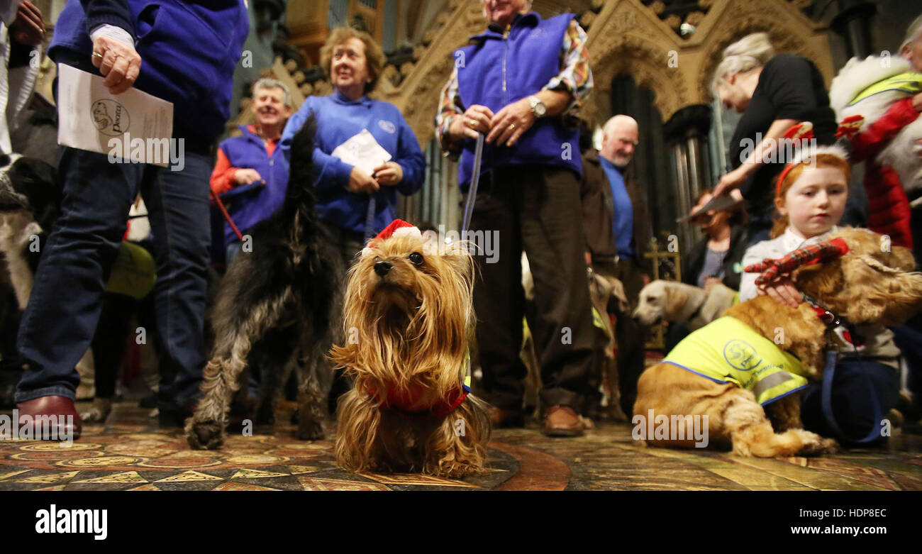 Annual peata dog carol service christ church cathedral hi-res stock ...