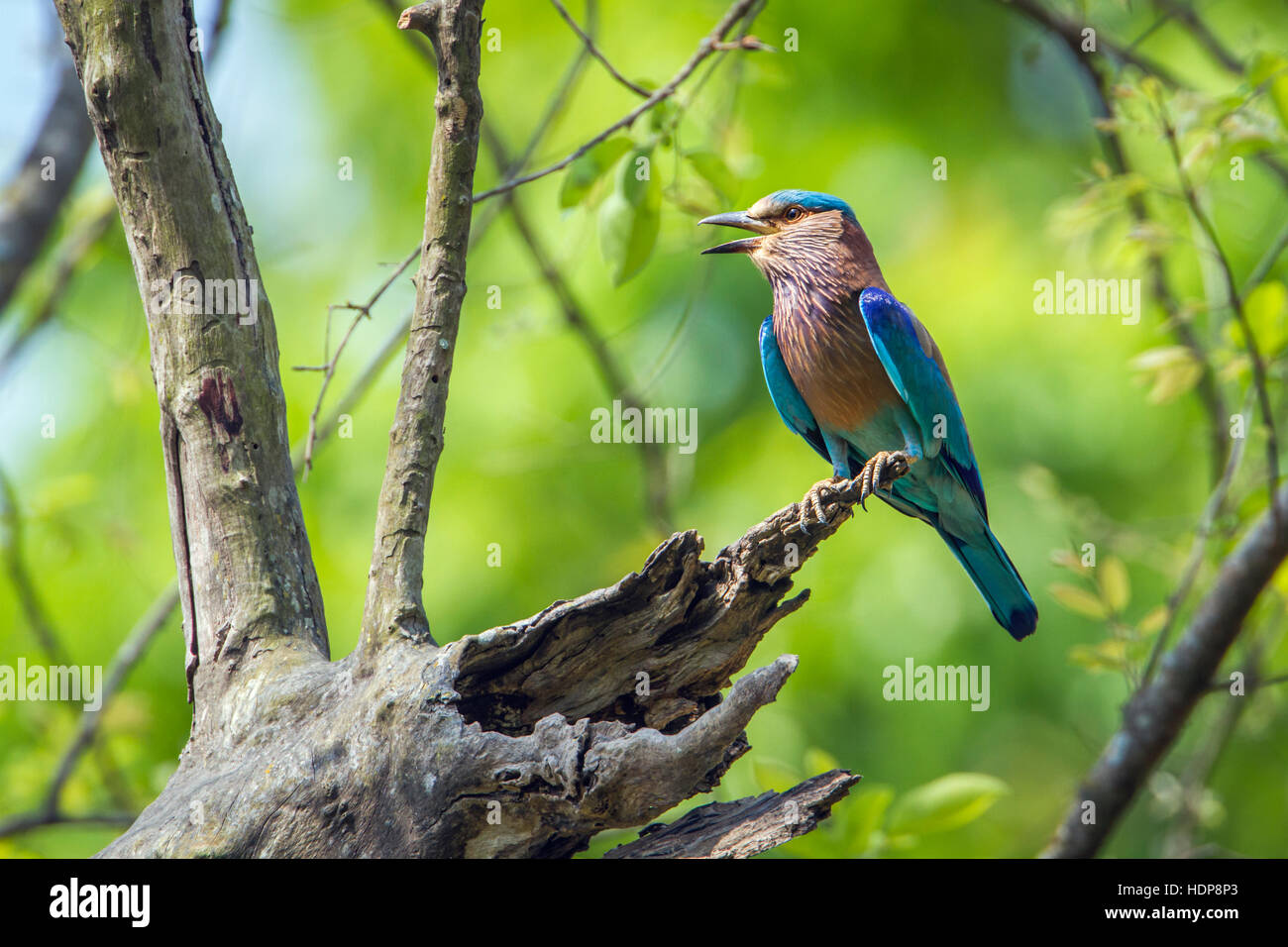 Indian roller Bardia national park, Nepal ; specie Coracias ...