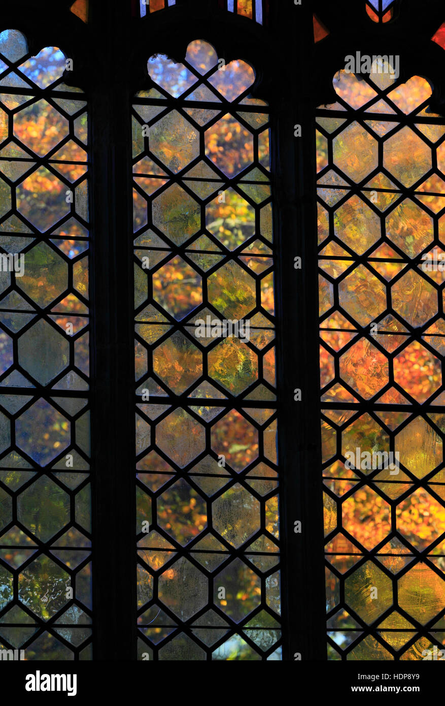 Trees through the window hi-res stock photography and images - Alamy