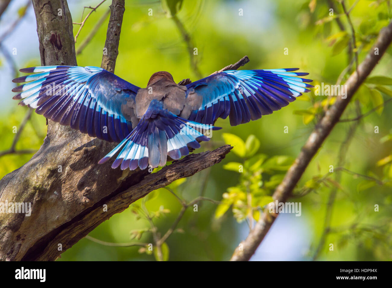Indian roller Bardia national park, Nepal ; specie Coracias ...